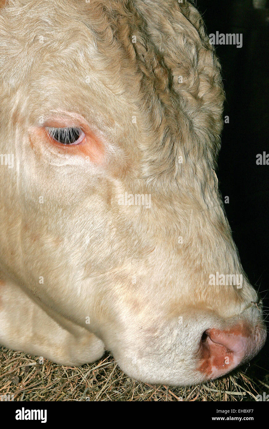 Fleischproduktion hi-res stock photography and images - Alamy