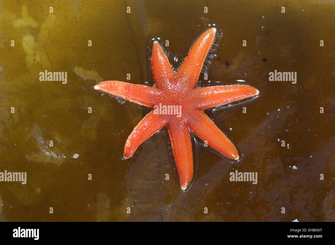 Seven-armed Starfish - Luidia ciliaris Stock Photo - Alamy