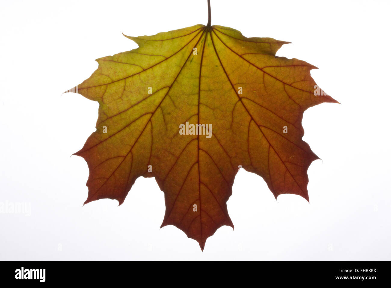Leaves on the line hi-res stock photography and images - Alamy