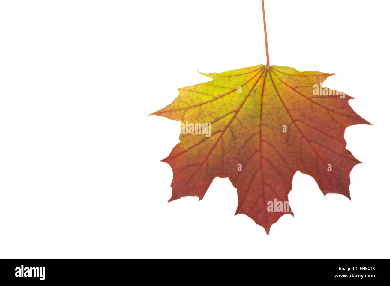 Orange leaf branch line Cut Out Stock Images & Pictures - Alamy