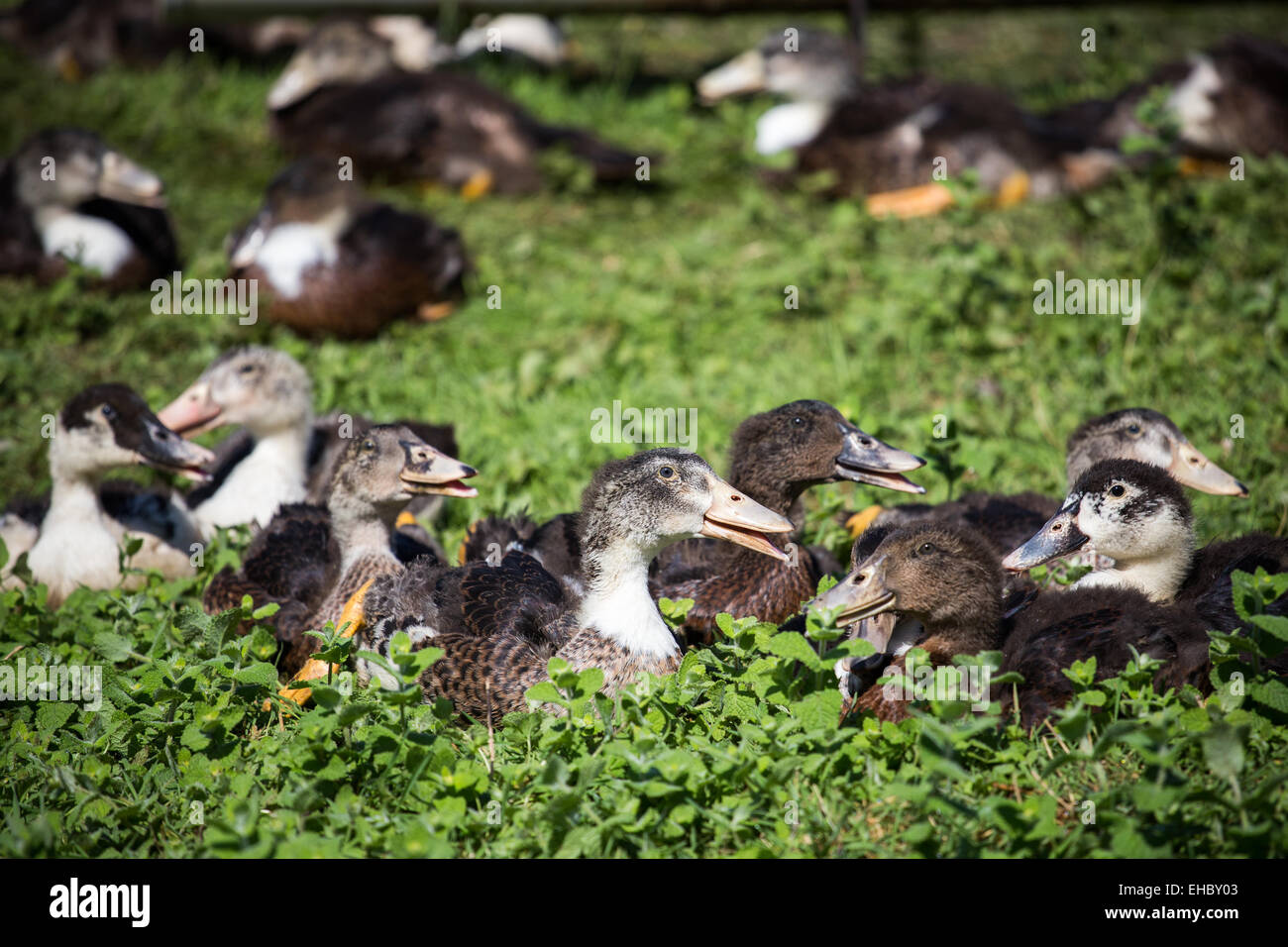 Geese for goose liver pate on farm, Dordogne, Aquitaine, France, Europe ...