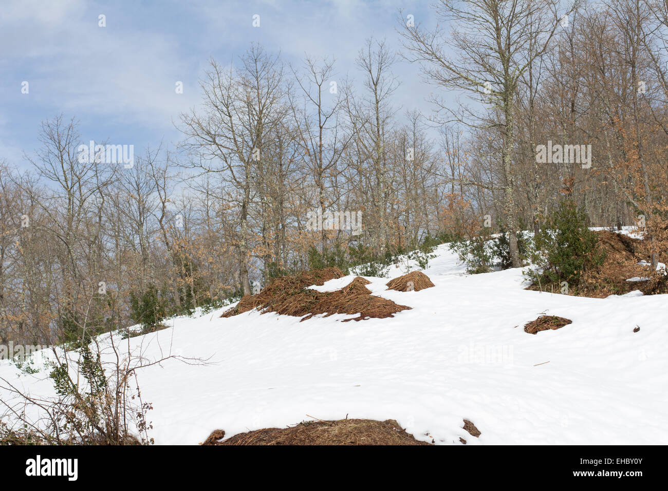 Snowed forest hi-res stock photography and images - Alamy