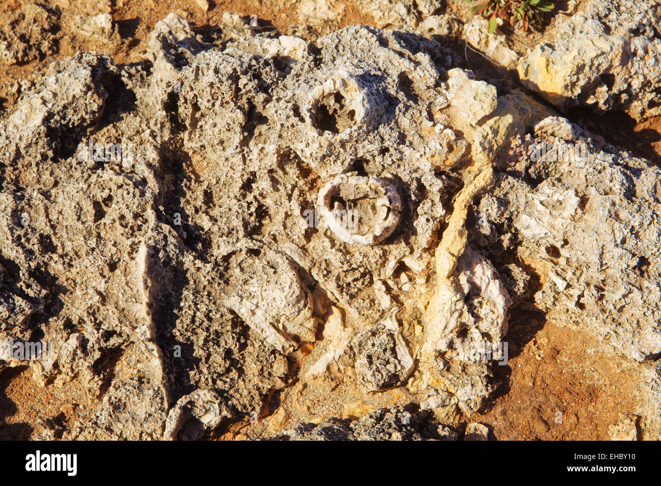 Rudists hi-res stock photography and images - Alamy