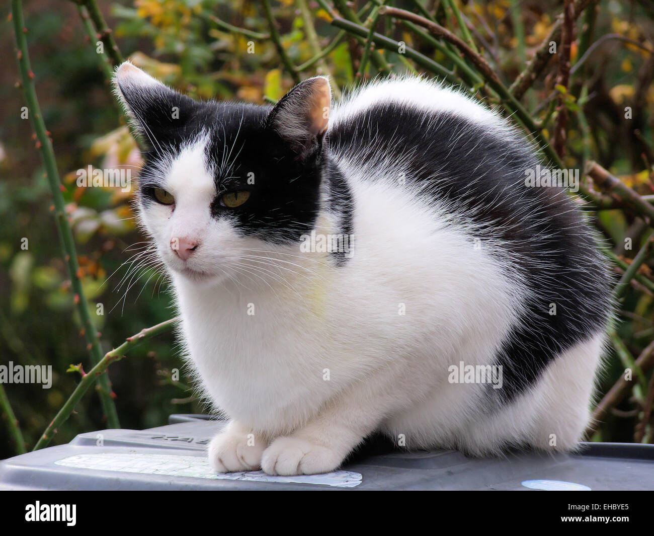 A Mindful cat Stock Photo - Alamy