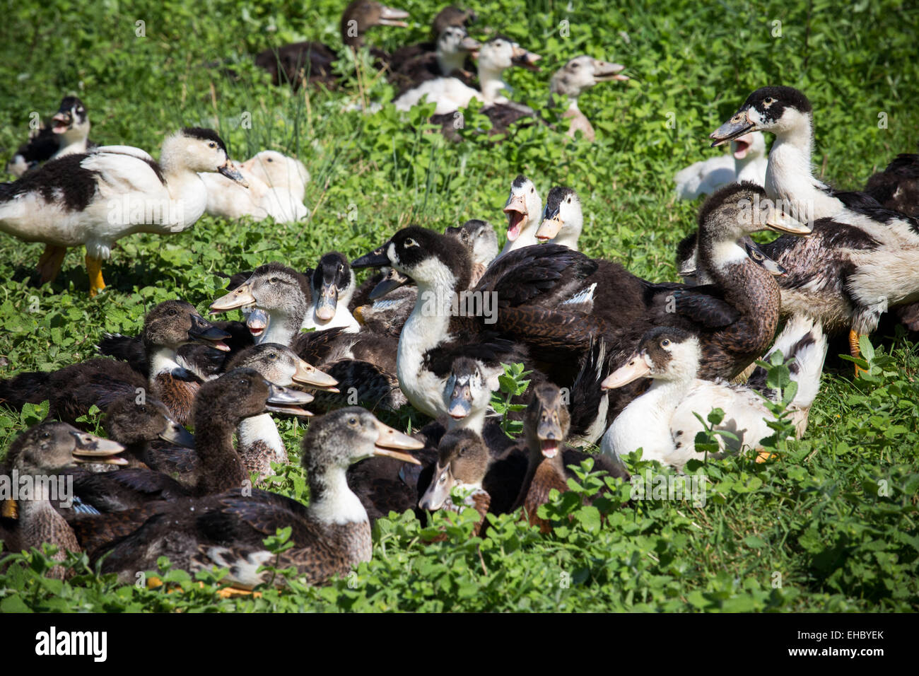 Geese for goose liver pate on farm, Dordogne, Aquitaine, France, Europe ...