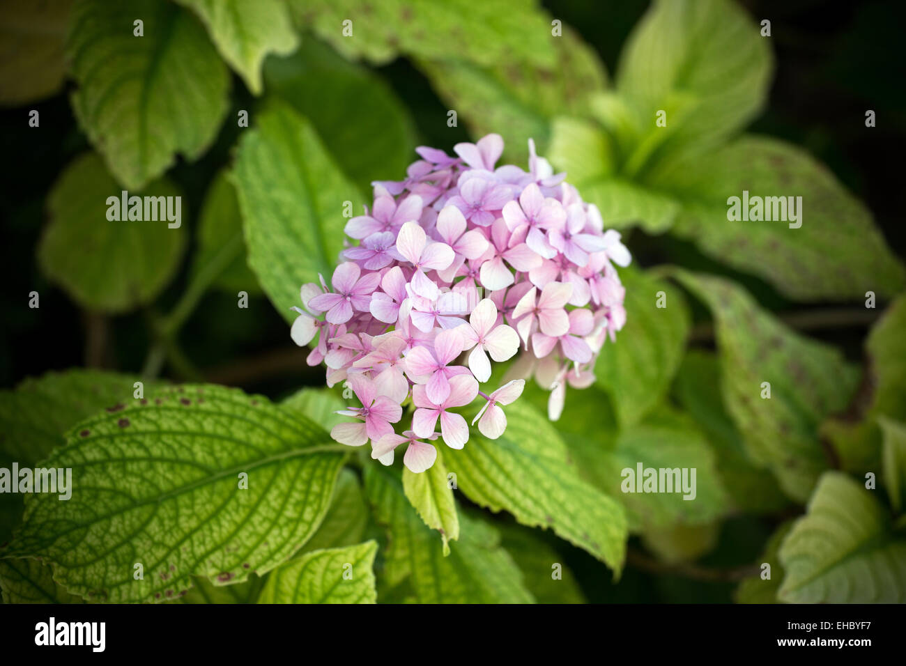 Pink hydrangea bush, France, Europe Stock Photo - Alamy