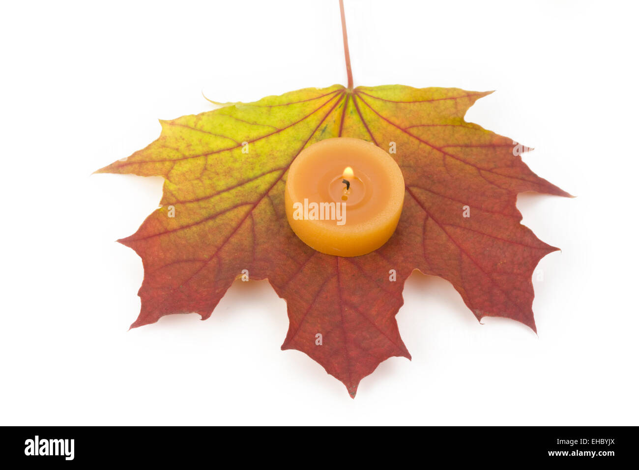 Single deciduous leaf hi-res stock photography and images - Alamy