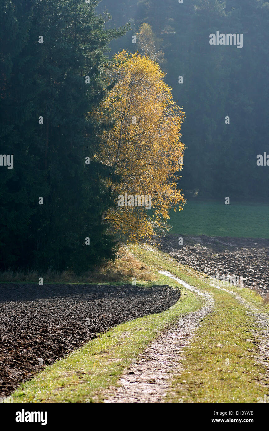 way in autumn Stock Photo - Alamy