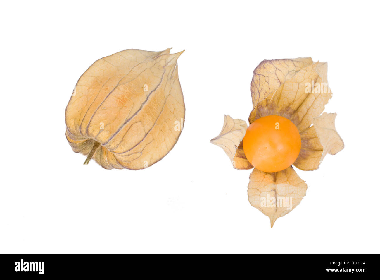 physalis fruits isolated on white background Stock Photo - Alamy
