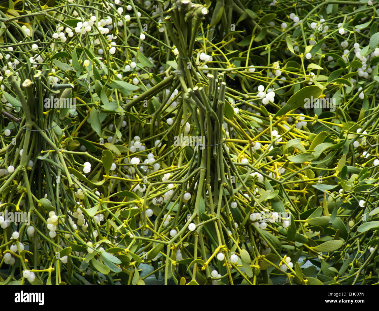 Mistletoes hi-res stock photography and images - Alamy