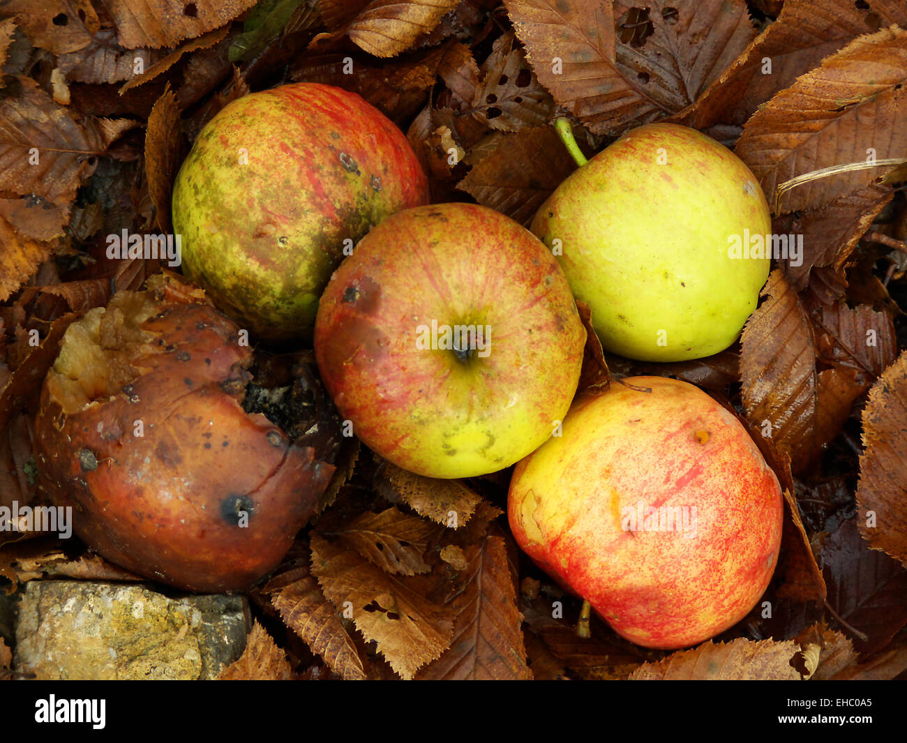 Windfall leaves hi-res stock photography and images - Alamy