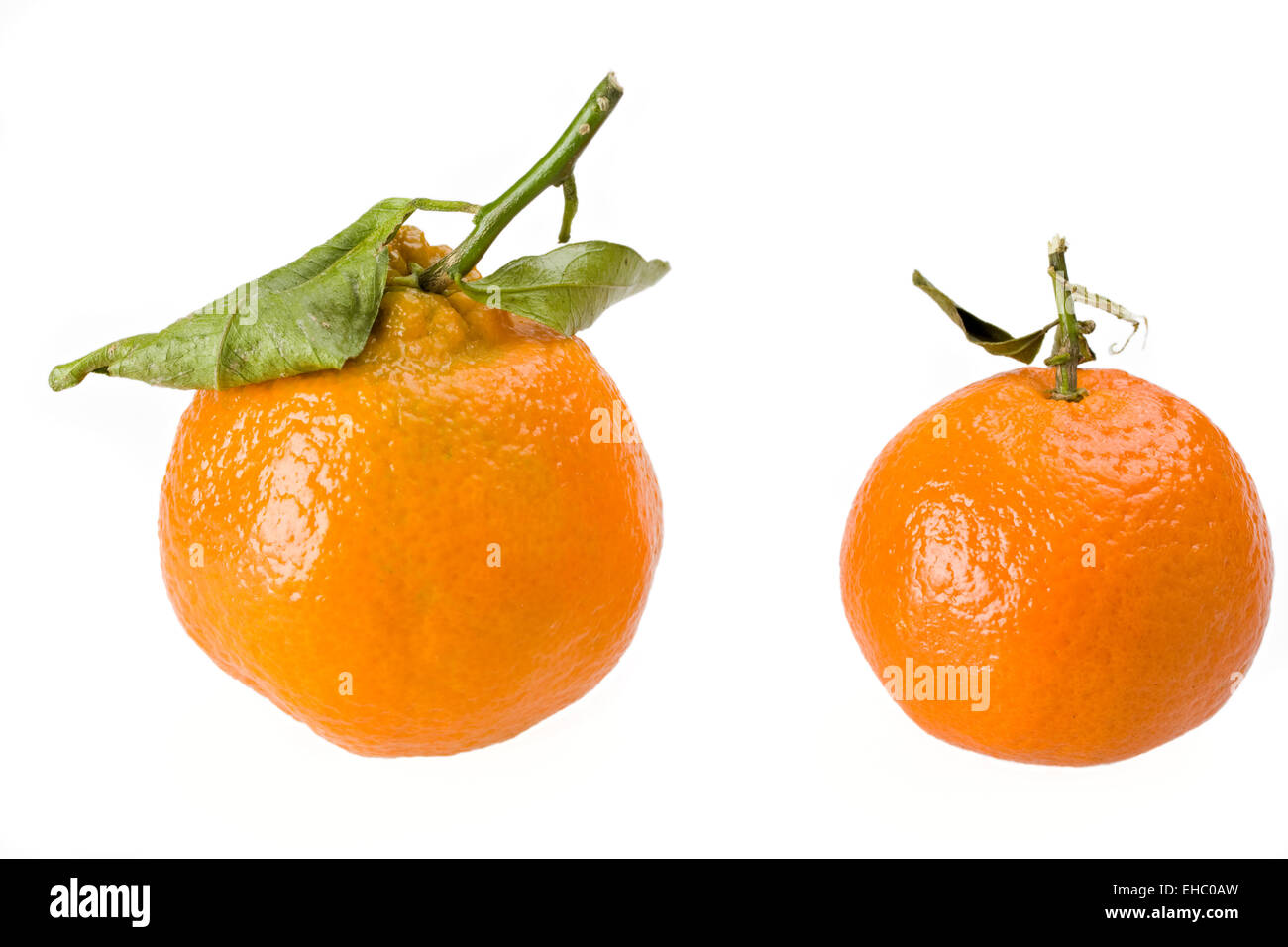 two tangerines isolated on white background Stock Photo - Alamy