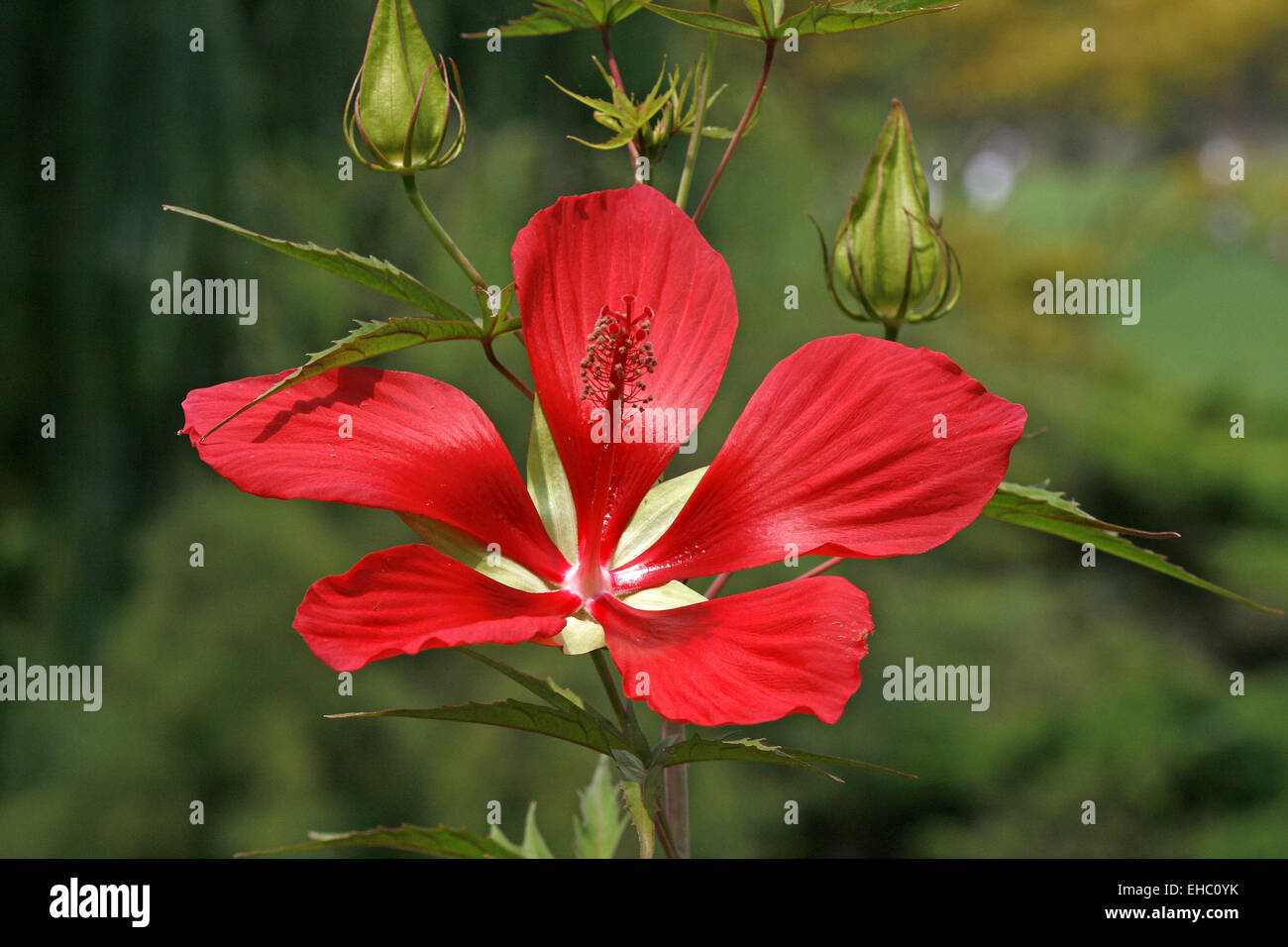 Red hibiscus flower Stock Photo - Alamy