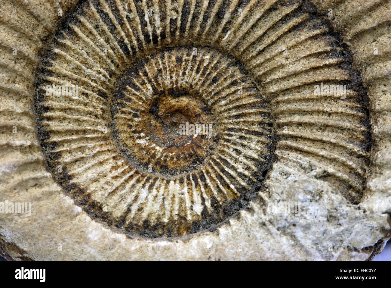 Ammoniten hi-res stock photography and images - Alamy