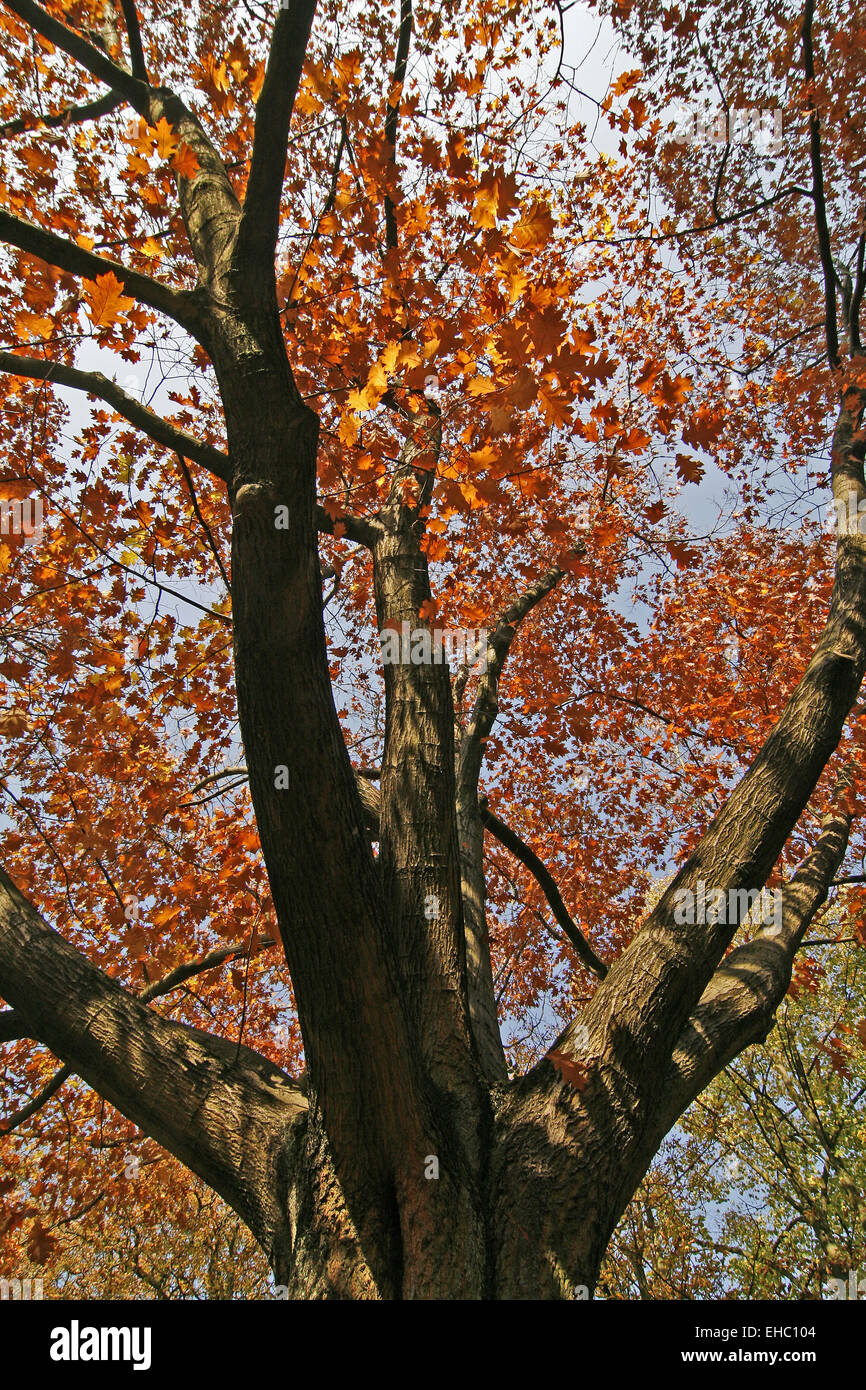 Red oak in fall Stock Photo - Alamy