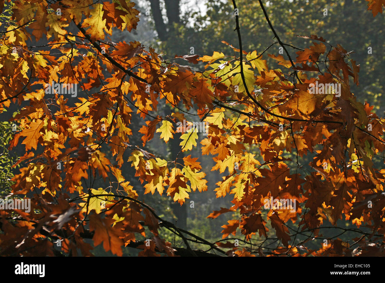 Red oak in fall Stock Photo - Alamy