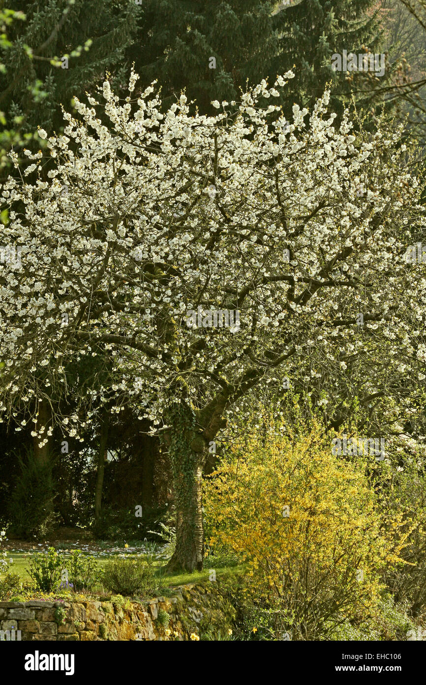 Cherry tree in Hagen Stock Photo - Alamy