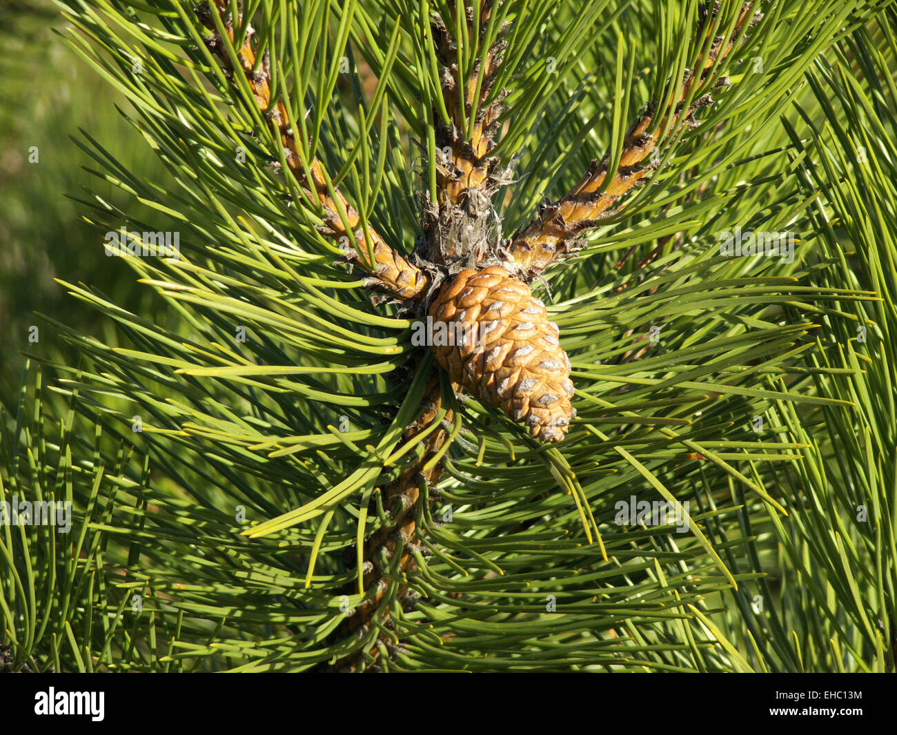 Kiefernnadeln hi-res stock photography and images - Alamy