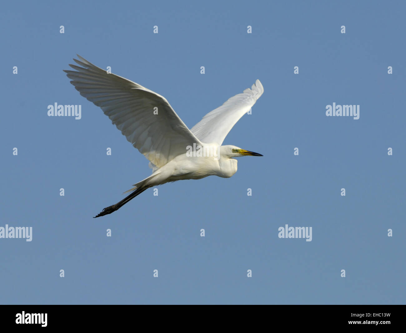 Australian egrets hi-res stock photography and images - Alamy
