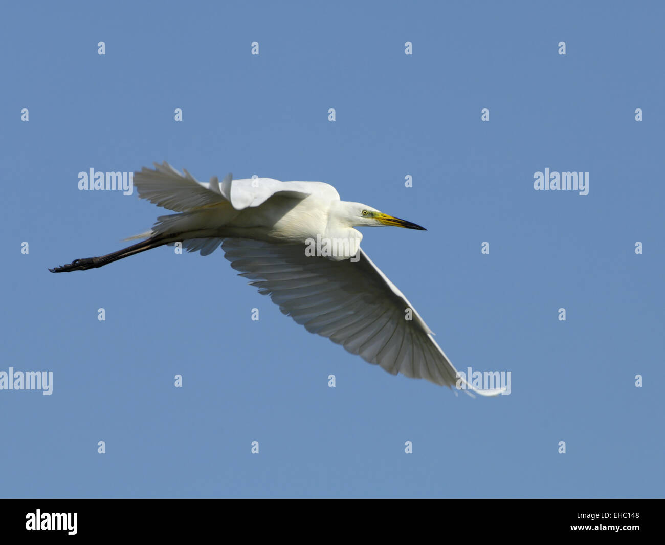 Egrets of north america hi-res stock photography and images - Alamy