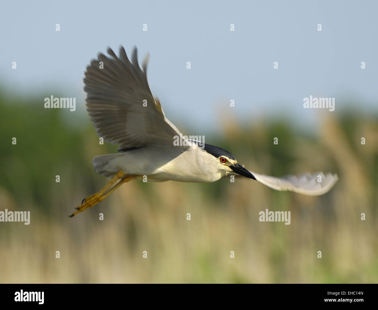 Blackcapped night herons hi-res stock photography and images - Alamy