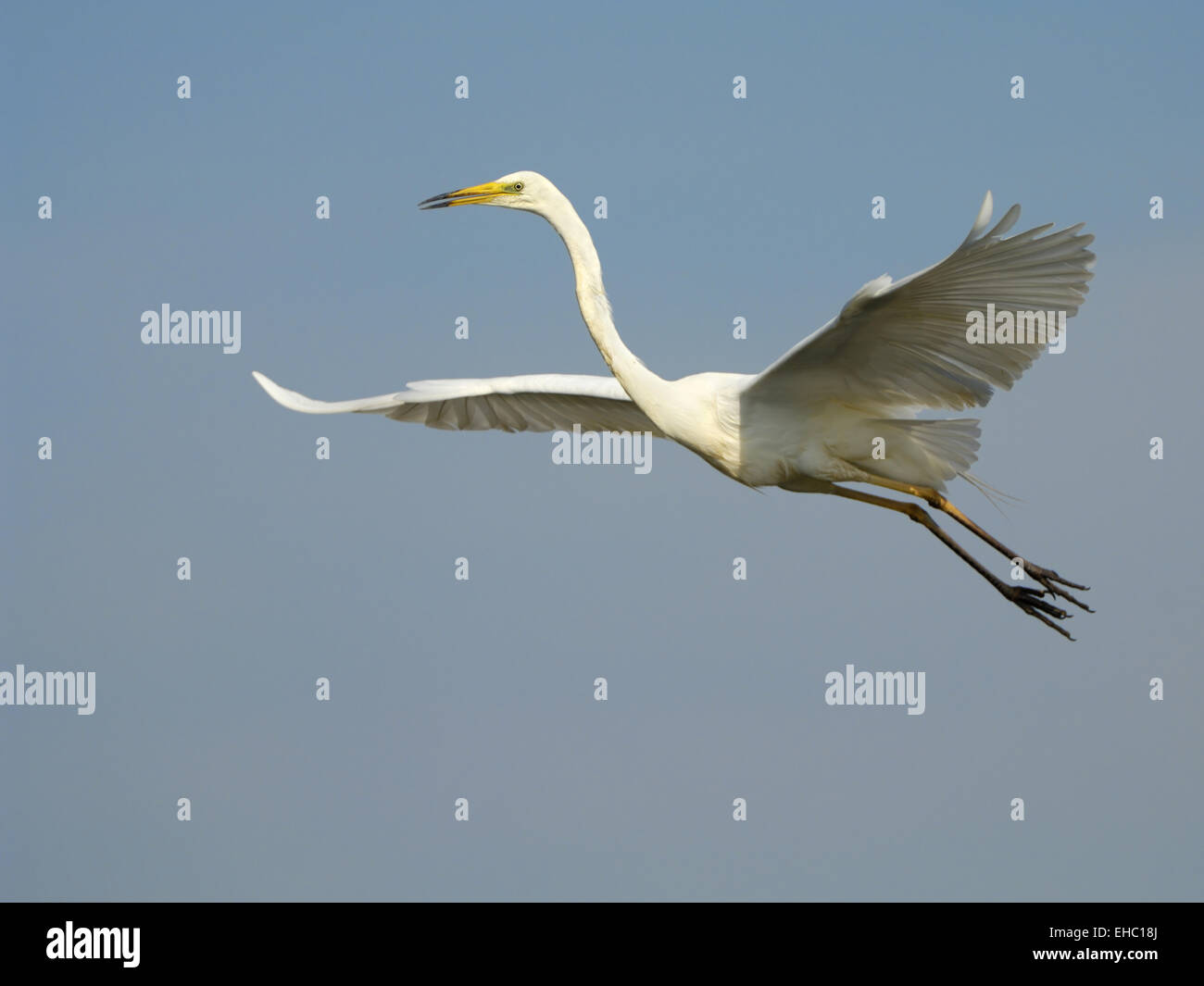 Egrets wildlife hi-res stock photography and images - Alamy