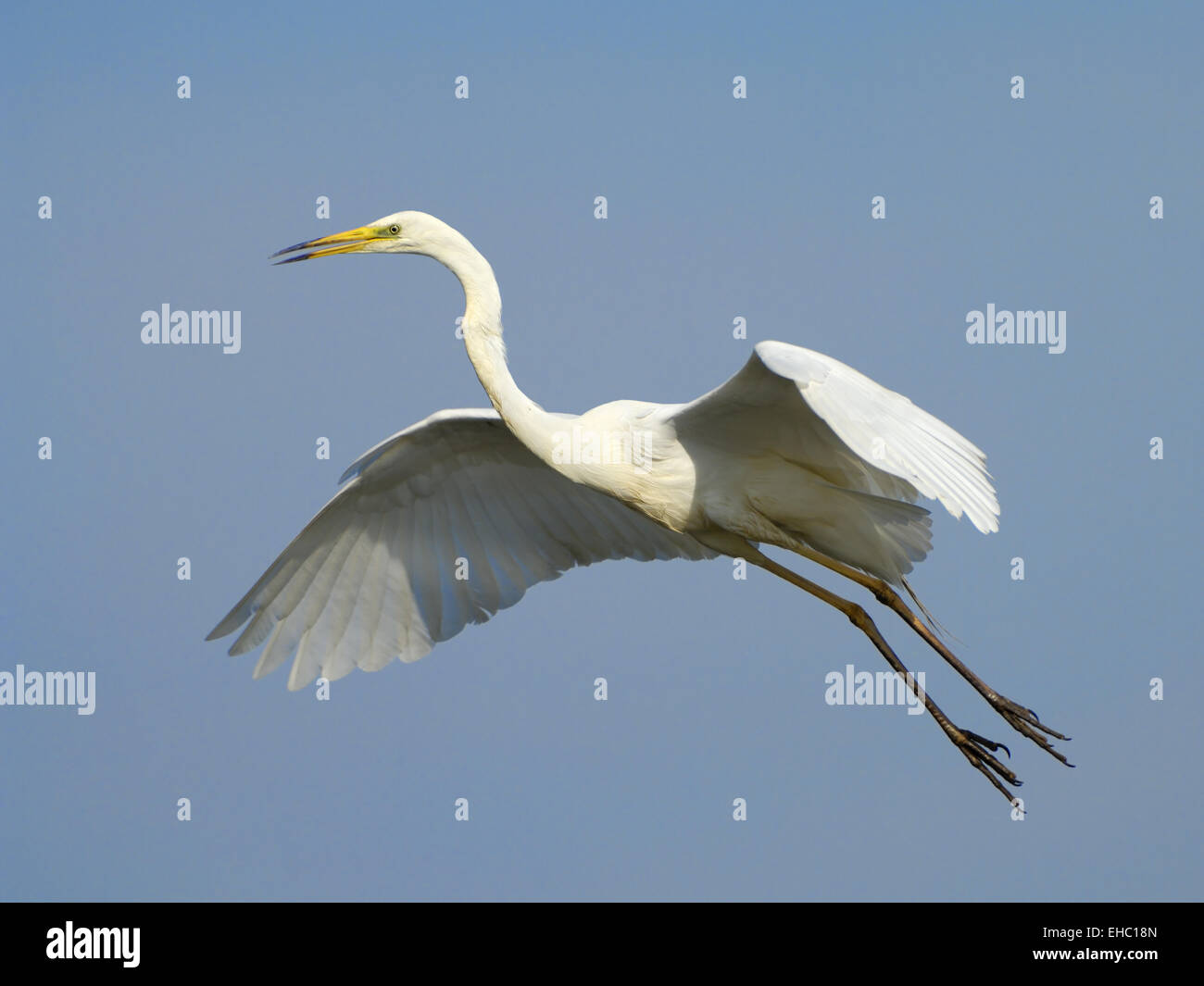 Australian egrets hi-res stock photography and images - Alamy