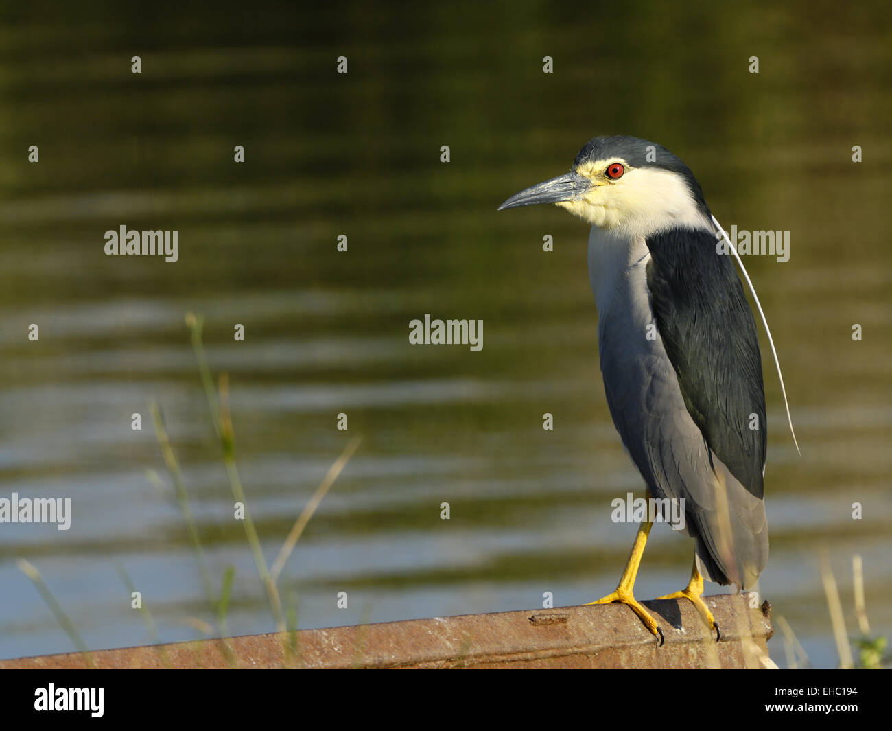 Nig bird hi-res stock photography and images - Alamy