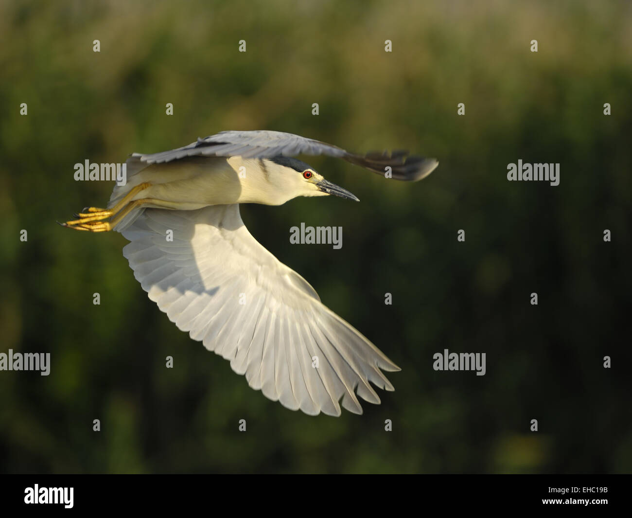 Qua bird hi-res stock photography and images - Alamy