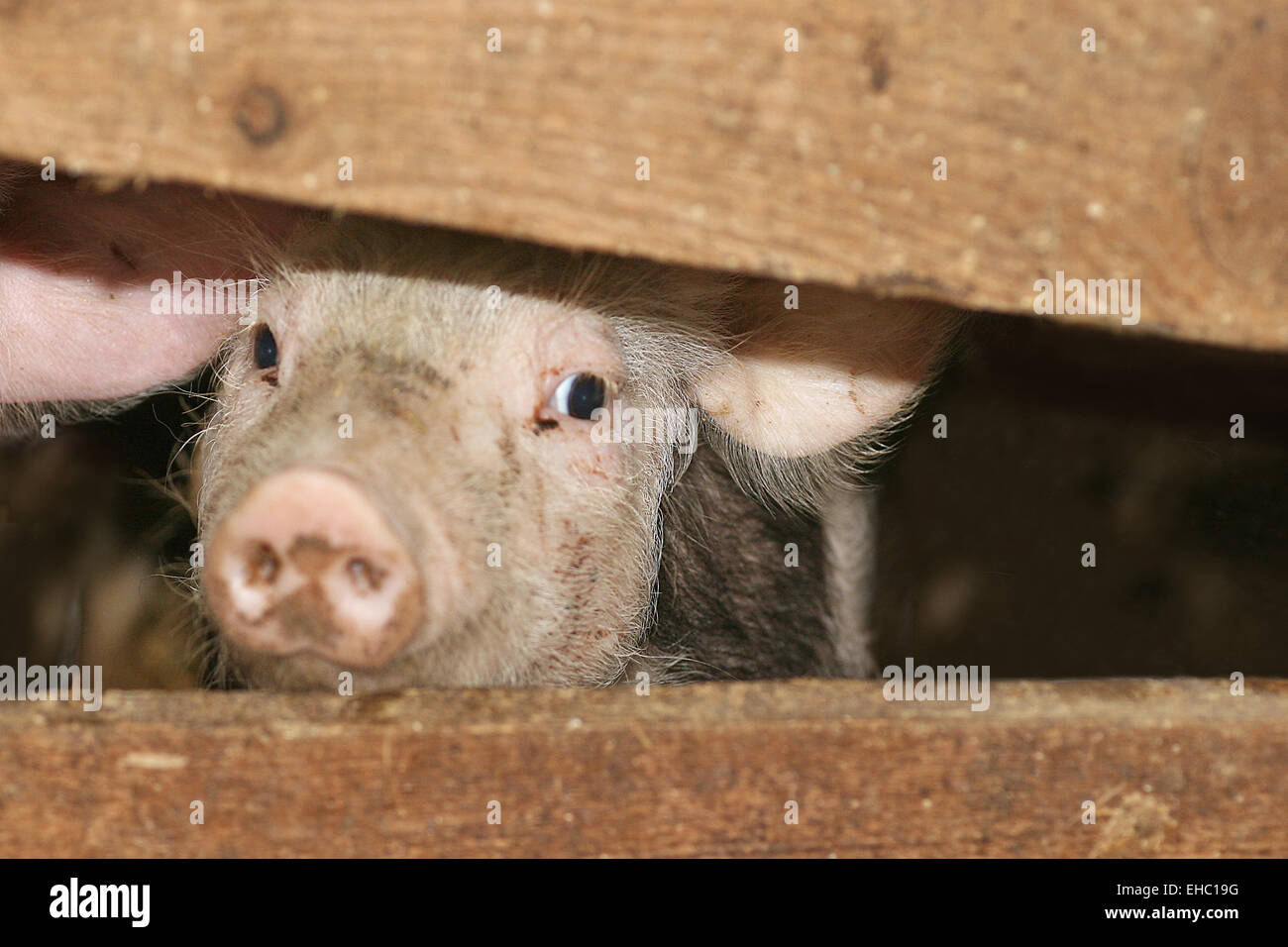 Piétrain pig hi-res stock photography and images - Alamy