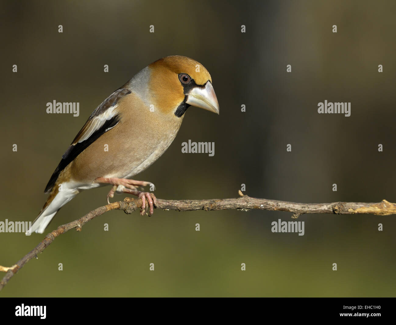 Huettlingen hi-res stock photography and images - Alamy