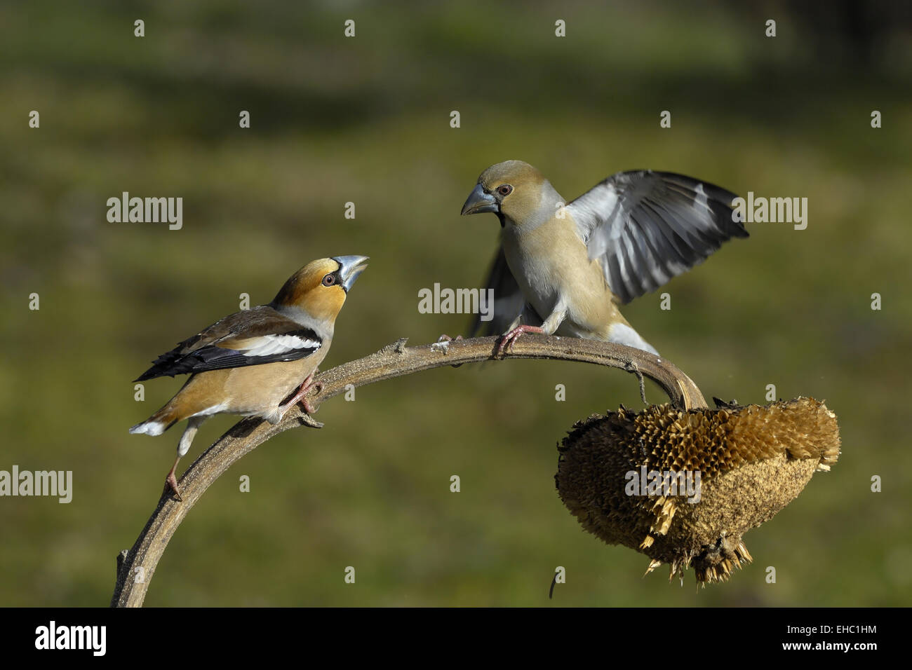 Huettlin hi-res stock photography and images - Alamy