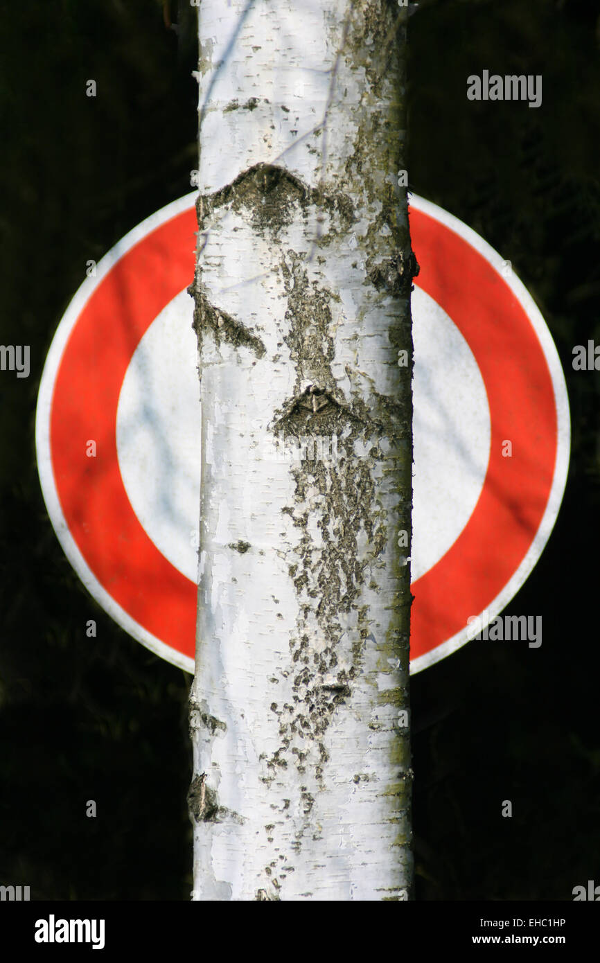 Road sign birch tree hi-res stock photography and images - Alamy