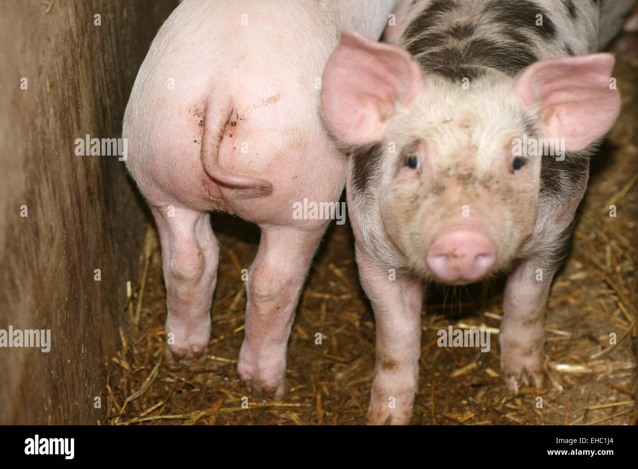 Hinterseite hi-res stock photography and images - Alamy