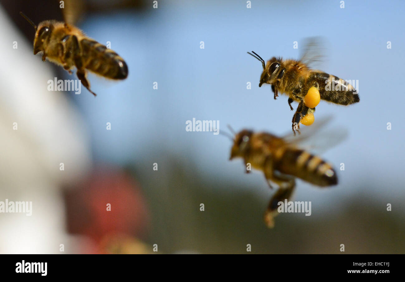 Wild bees are approaching a hive on the Lohrberg in Frankfurt a.M ...