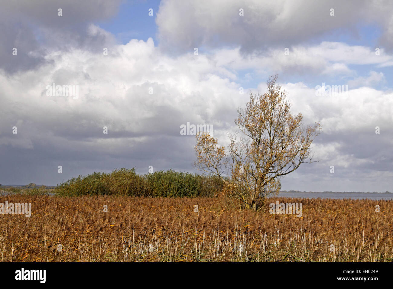 Reed landscape at Dumber Stock Photo - Alamy