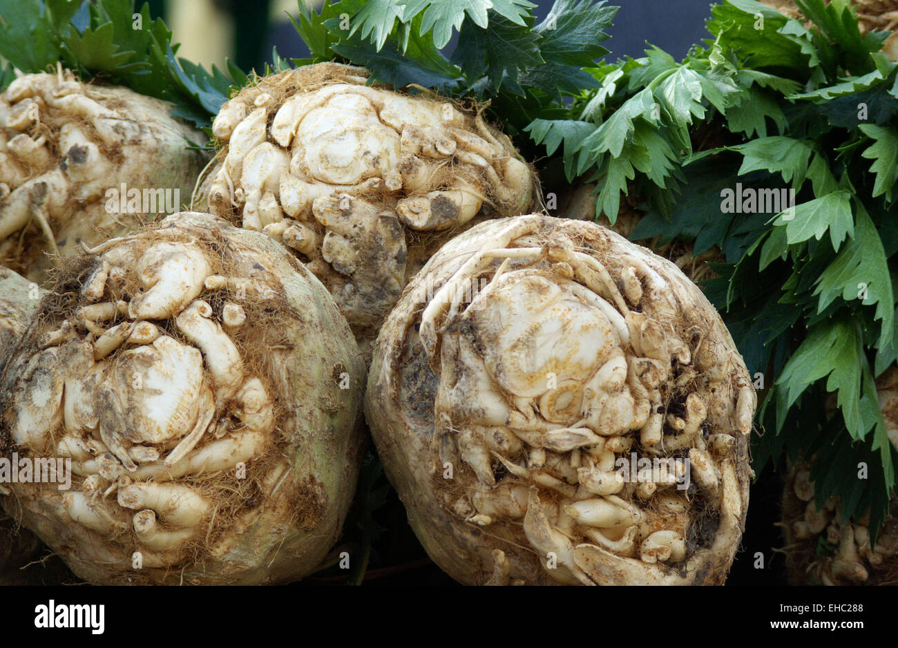 Celery bulb hi-res stock photography and images - Alamy