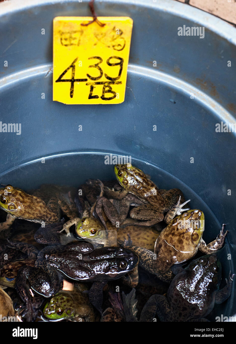 Frogs in a bucket hi-res stock photography and images - Alamy