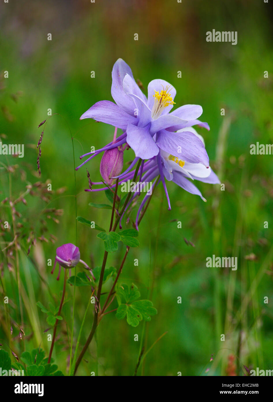 Columbines in the Rocky Mountains, United States Stock Photo - Alamy