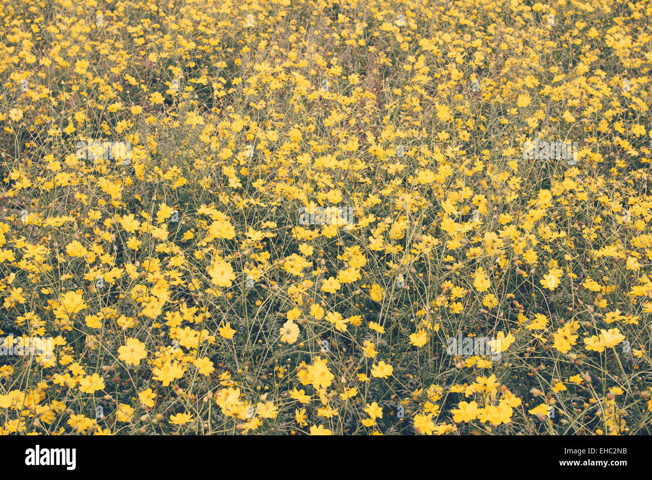 yellow flower meadow field vintage retro Stock Photo - Alamy