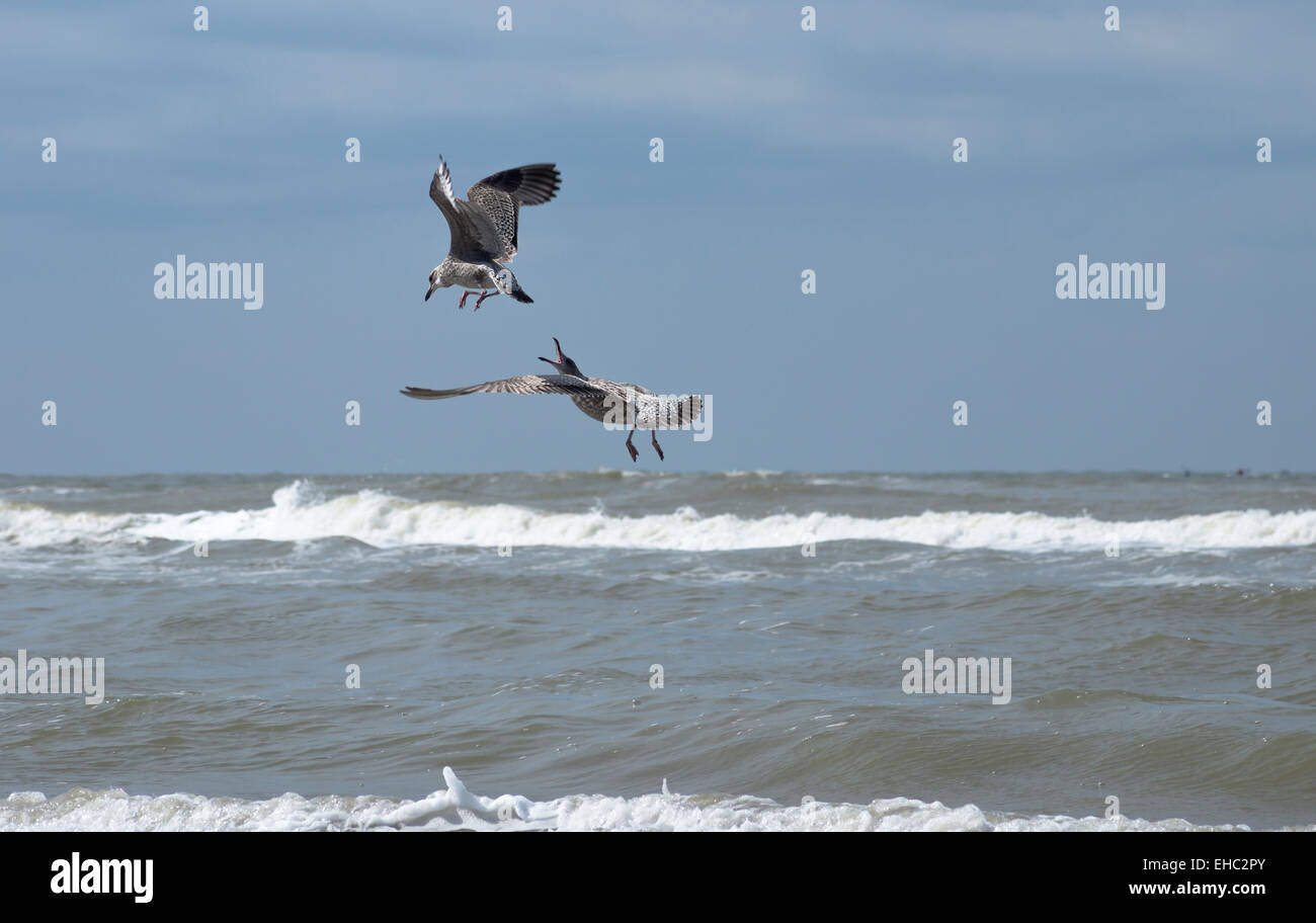 fighting flying gulls over the ocean, Zandvoort, Netherlands Stock ...