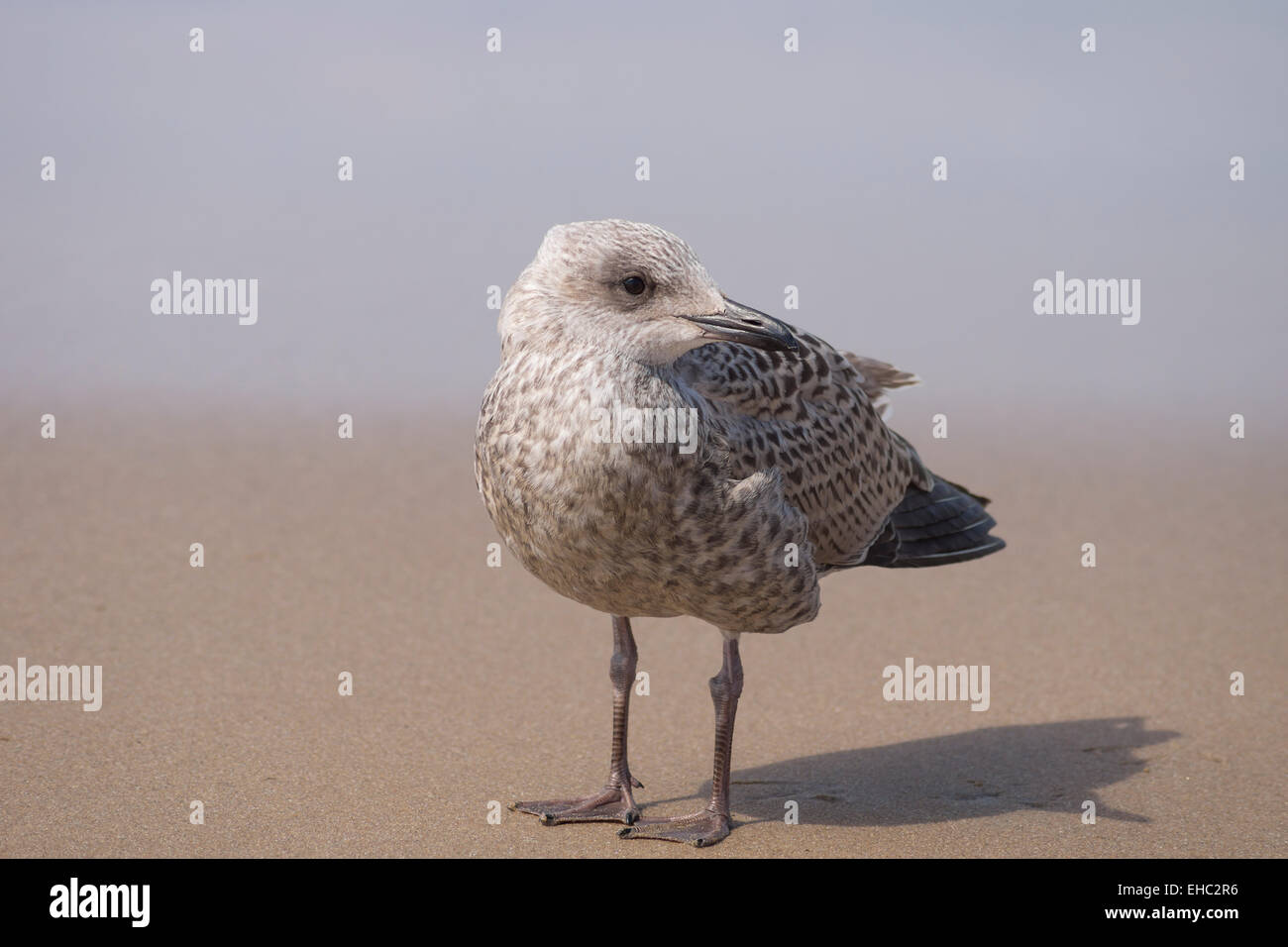 Female gull hi-res stock photography and images - Alamy