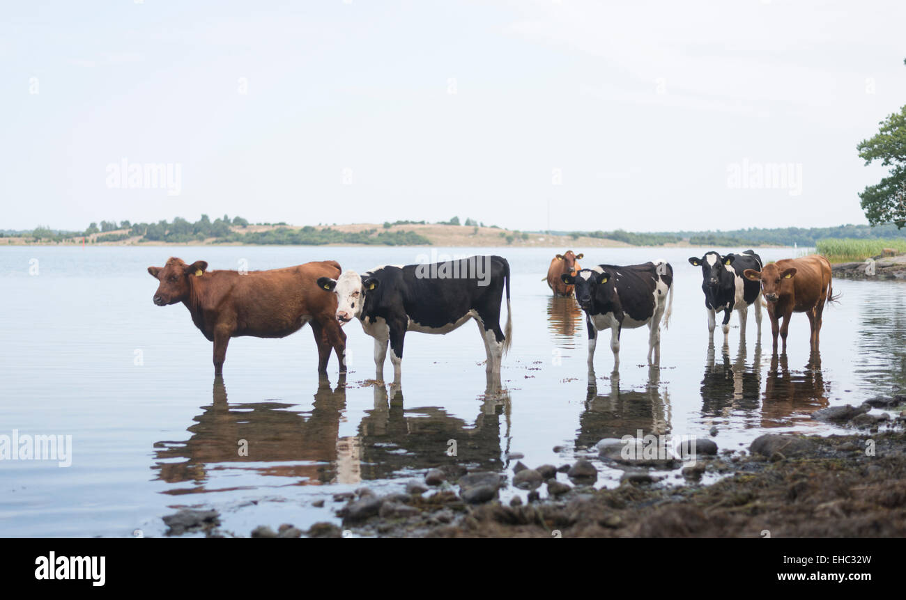 Cows standing in water, cooling off on a warm summerday. Cattle in a ...
