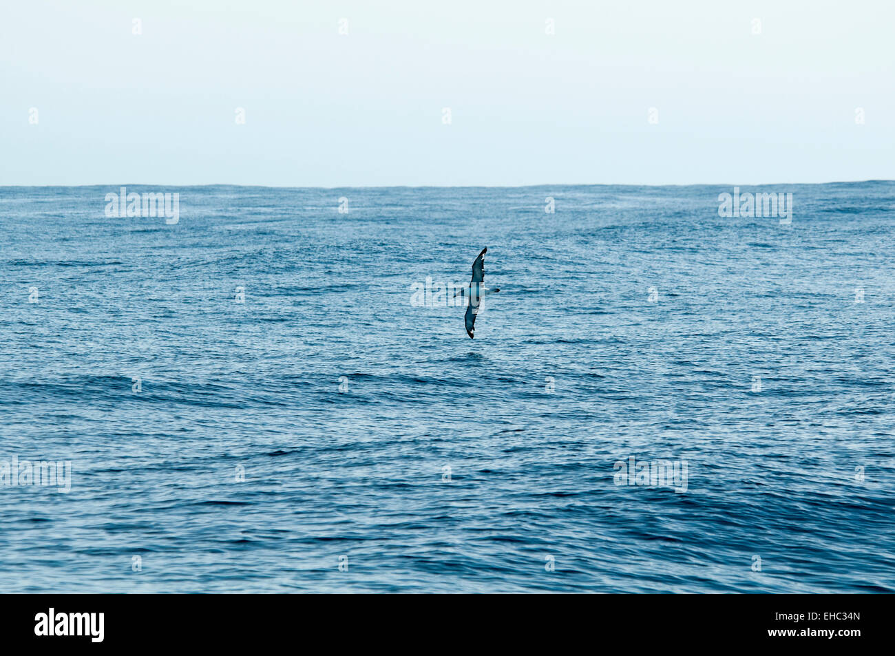 Atlantic Yellow-nosed Albatross flying over the Atlantic Ocean off the ...