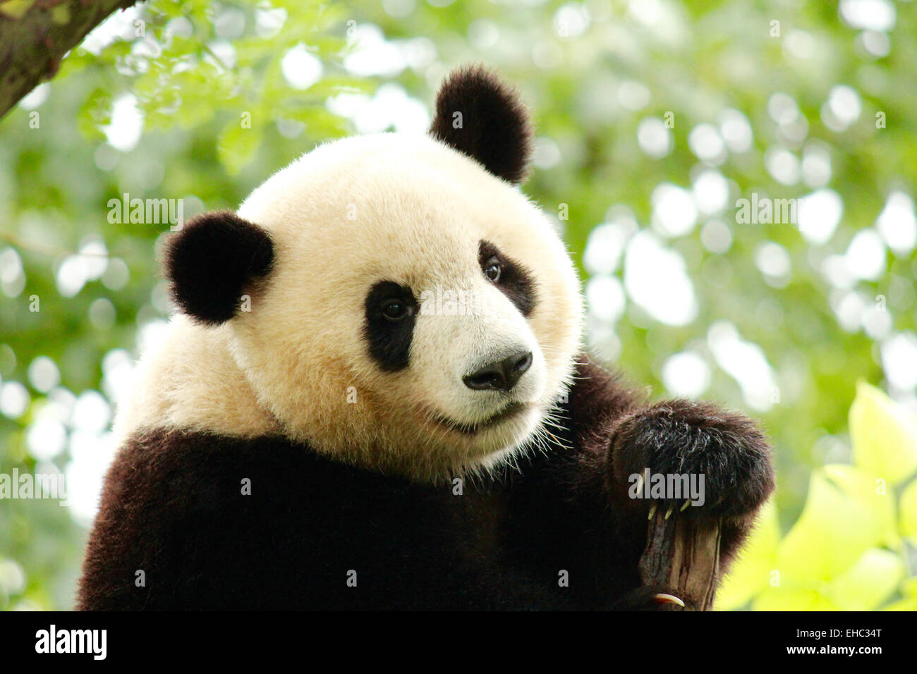 Close-up of a Giant Panda Stock Photo - Alamy