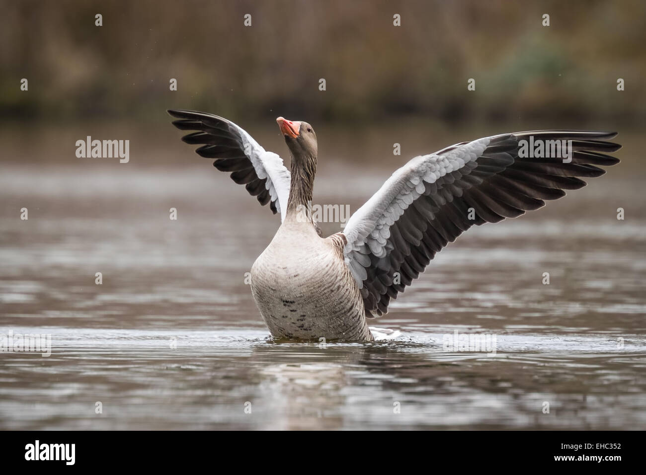 Greylag goose (Anser anser) spreads his wings after a bath Stock Photo ...