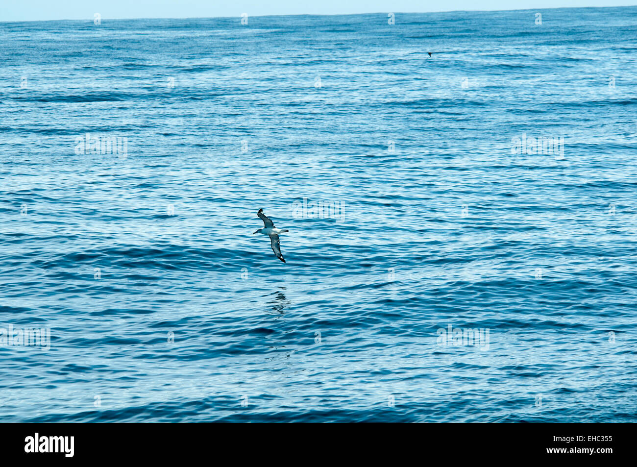 Atlantic Yellow-nosed Albatross flying over the Atlantic Ocean off the ...