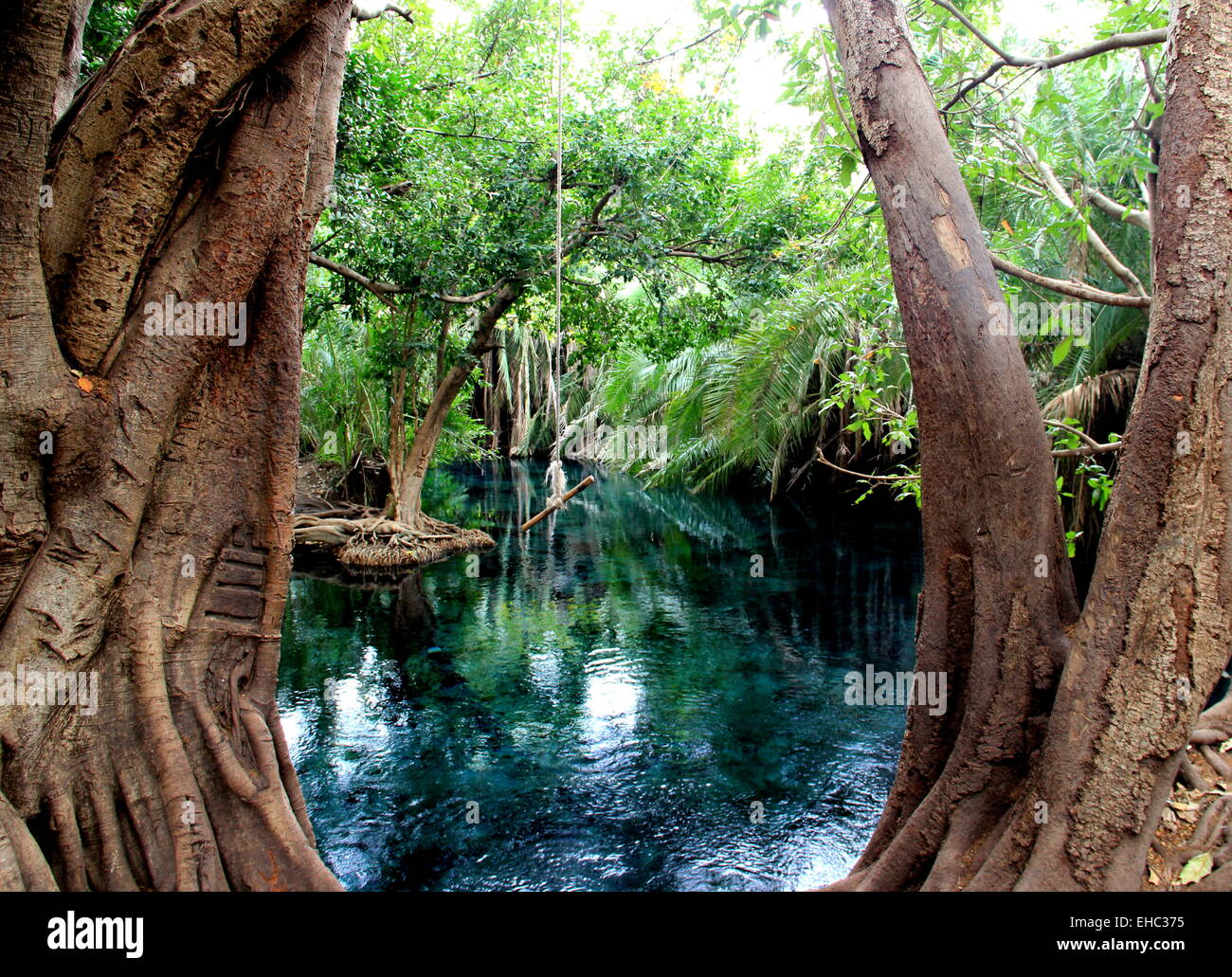 Jungle hot spring hi-res stock photography and images - Alamy