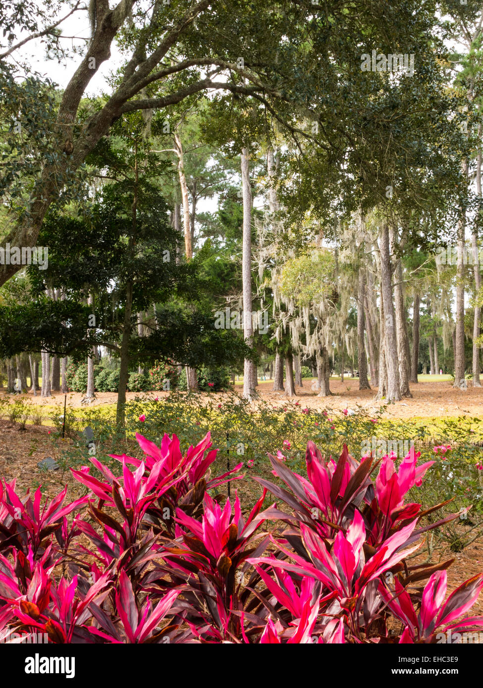 TCP Sawgrass, Florida, USA Stock Photo - Alamy