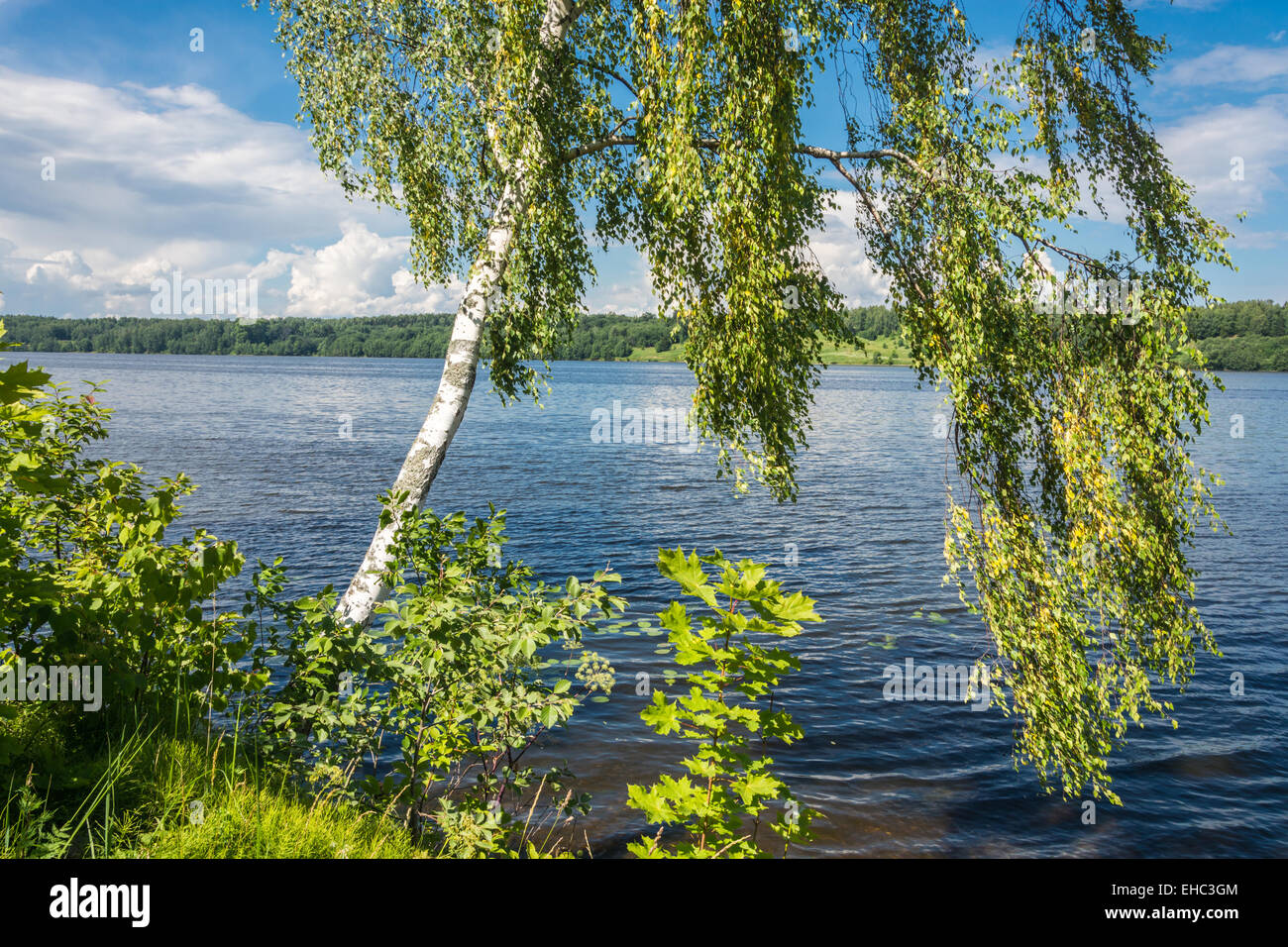 Birch water hi-res stock photography and images - Alamy